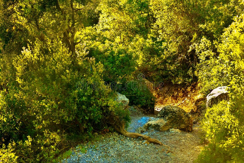 Path in Dense Northern Forest Landscape in Swedish Lapland with Flowers ...