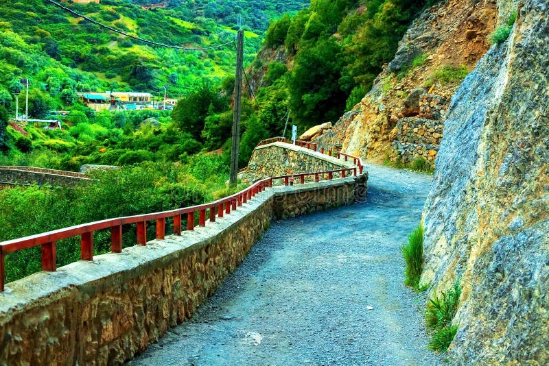 Path in Dense Northern Forest Landscape in Swedish Lapland with Flowers ...