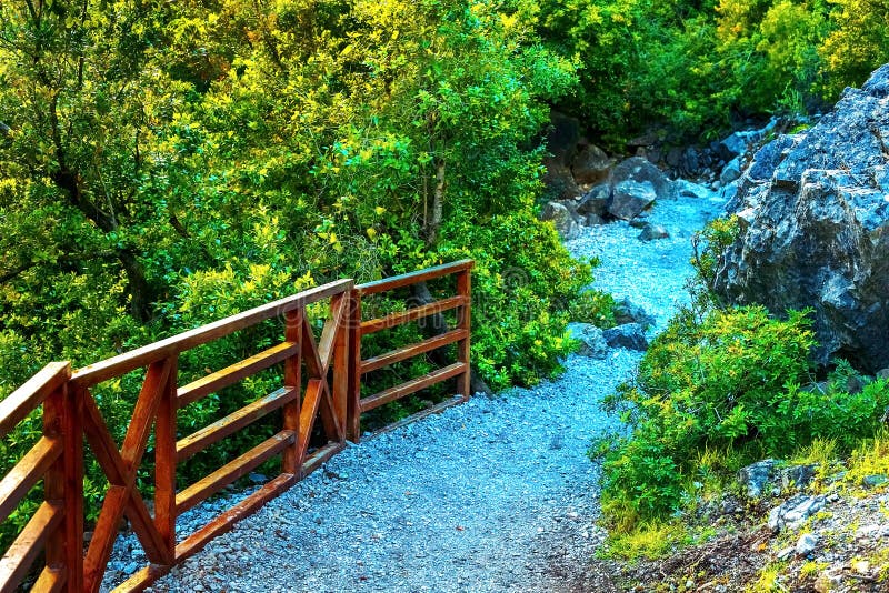 Path in Dense Northern Forest Landscape in Swedish Lapland with Flowers ...
