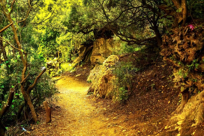 In the Picture - a Path in a Dense Forest in the Mountains Stock Photo ...