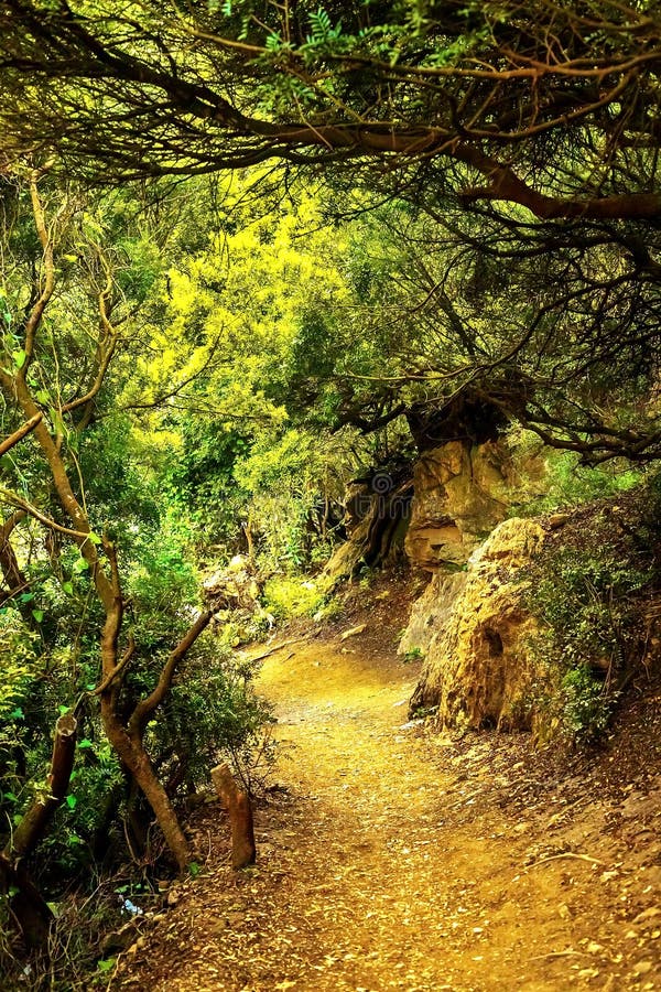 In the Picture - a Path in a Dense Forest in the Mountains Stock Image ...