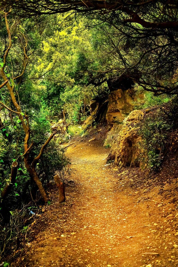 In the Picture - a Path in a Dense Forest in the Mountains Stock Photo ...