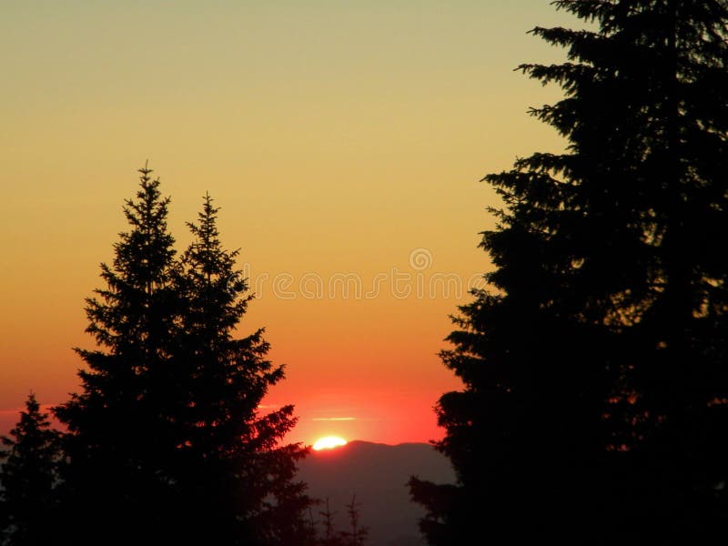 Sunset between the Pines in the Mountain Stock Photo - Image of ...