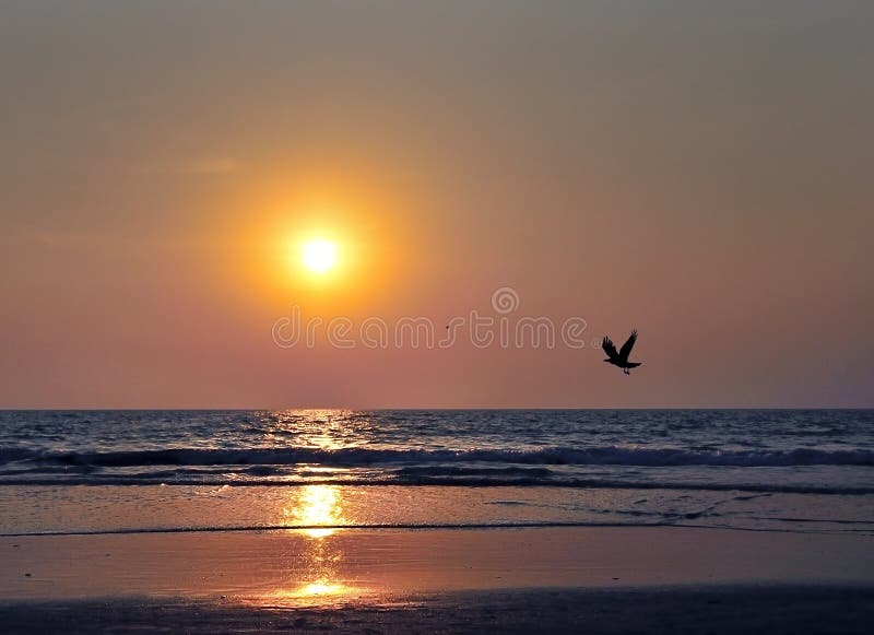 Sunset Over the Ocean and a Silhouette of Flying Crow Stock Photo ...