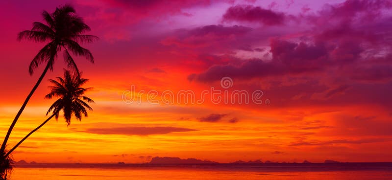 Sunset Over the Ocean with Tropical Palm Trees Stock Photo - Image of ...
