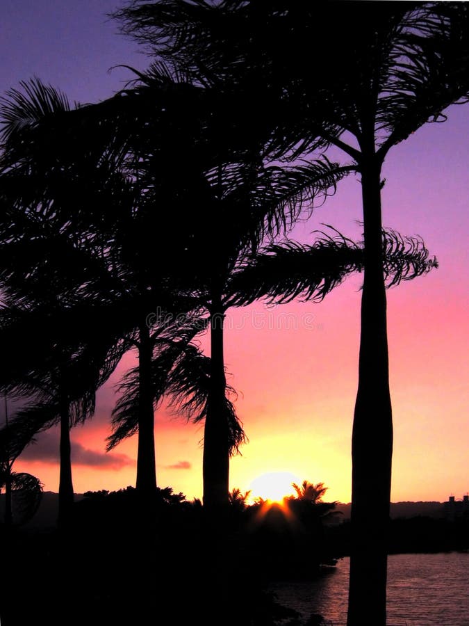 Sunset over Palm Trees stock photo. Image of rays, branches - 147460