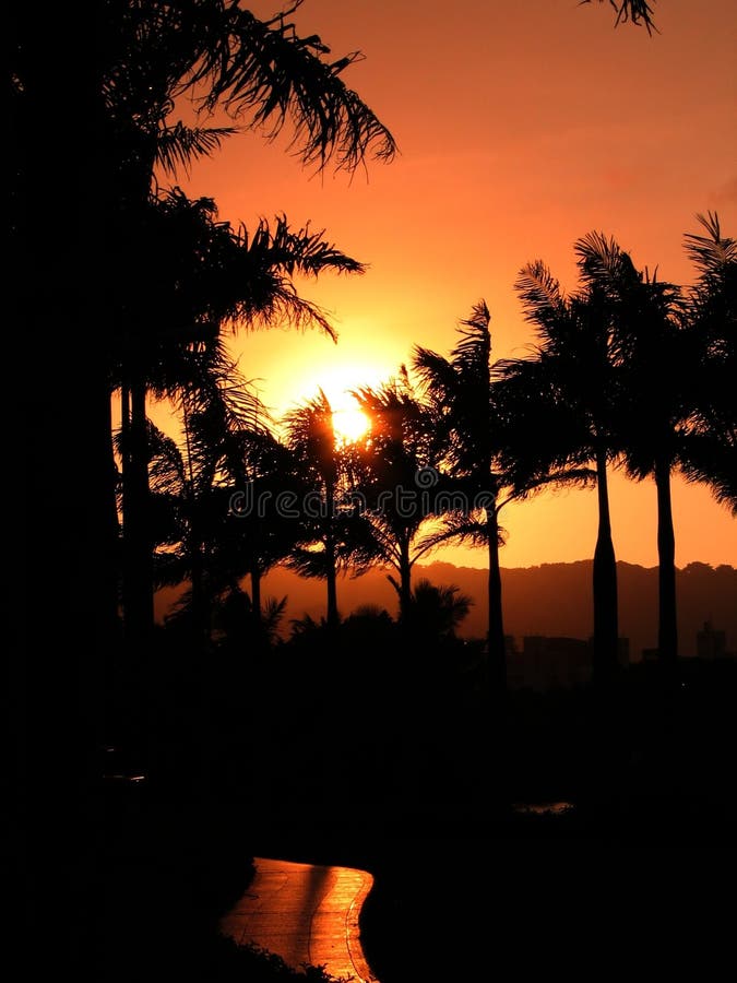 Sunset over Palm Trees stock image. Image of dusk, vacation - 147461