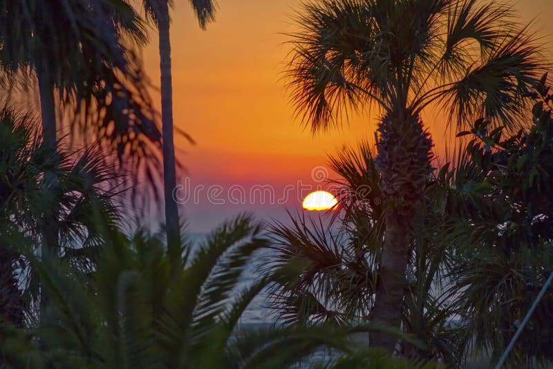 Sunset Over Palm trees stock photo. Image of green, tropical - 87750310