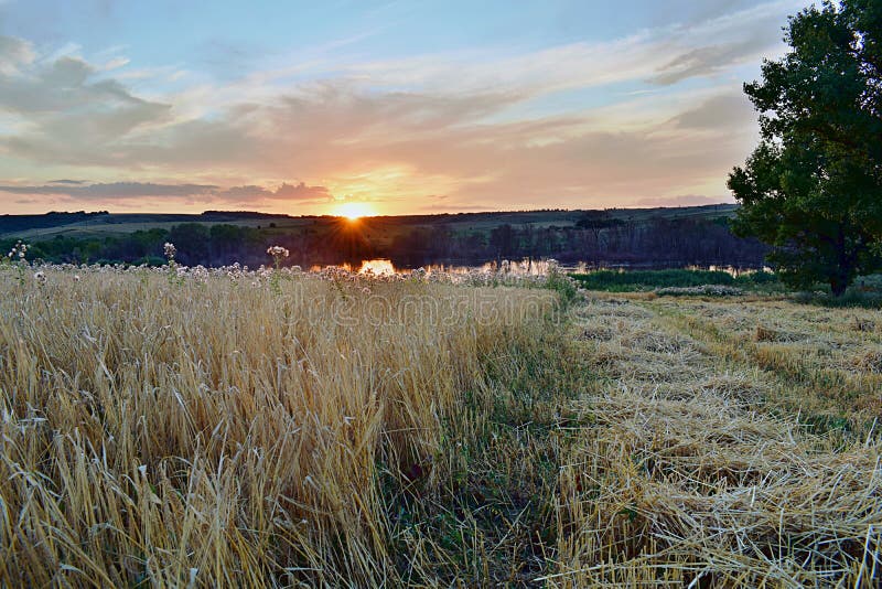 Sunset Over a Partially Harvested Field of Barley Stock Photo - Image ...