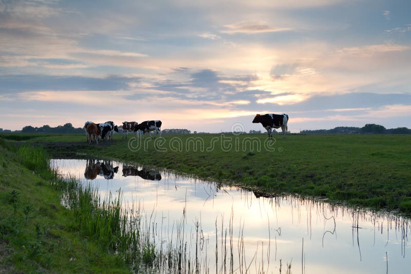 Sunset Over Pasture with Cows by River Stock Photo - Image of pastoral ...