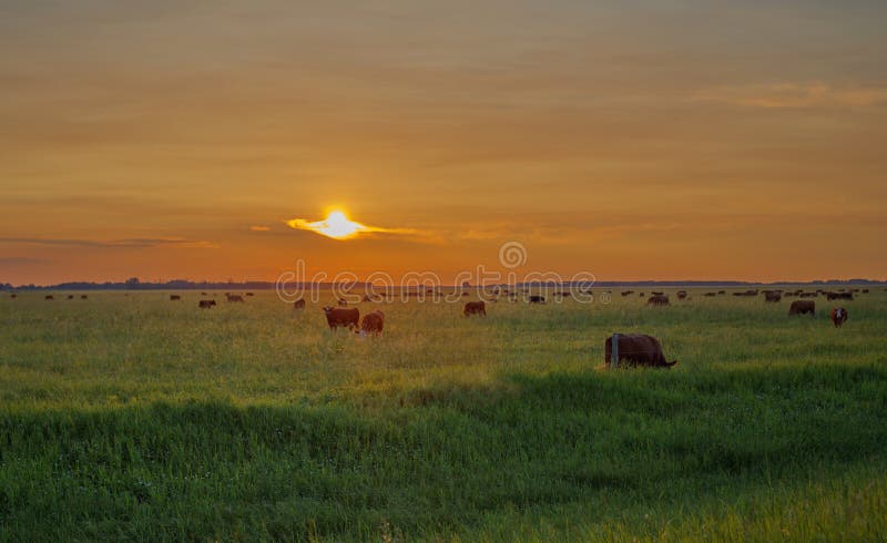Sunset over pasture stock image. Image of cows, rural - 43210101