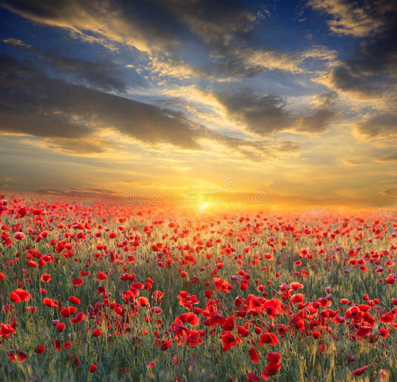 Poppy field on sunset stock image. Image of park, rural - 32369757