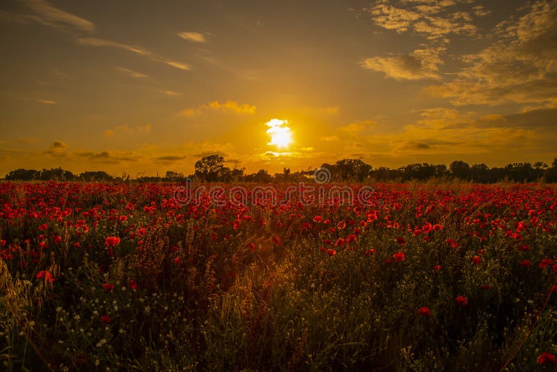 Sunset Over the Poppy Field in Italy Stock Photo - Image of autumn ...