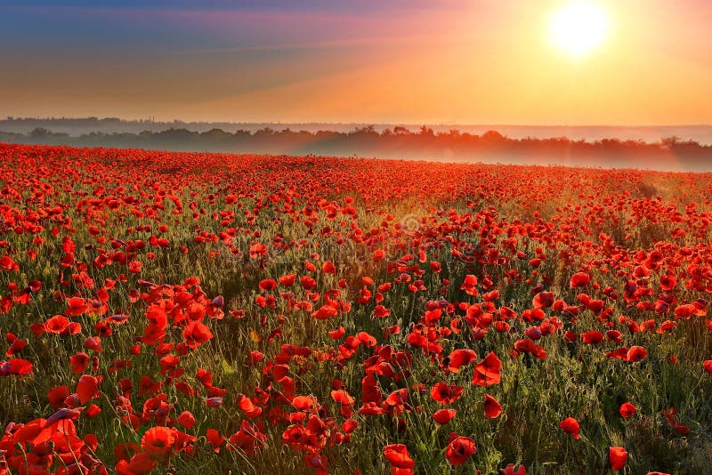 Poppy field on sunset stock image. Image of park, rural - 32369757