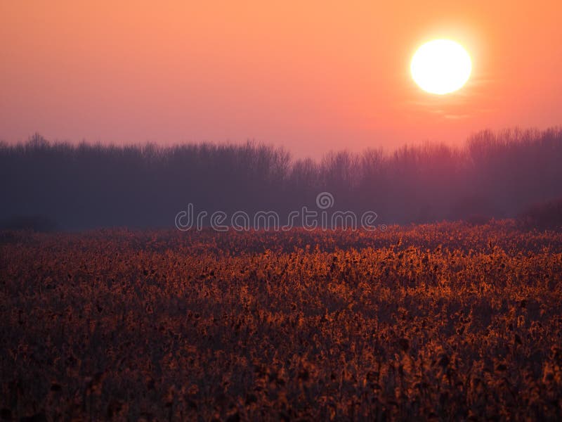 1,380 Reed Beds Stock Photos - Free & Royalty-Free Stock Photos from ...