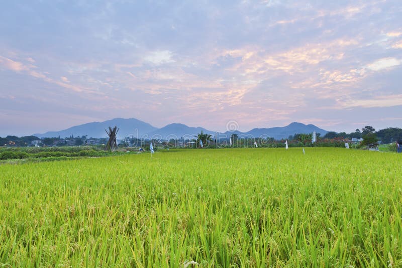 Sunset over the rice field stock image. Image of nature - 27624547