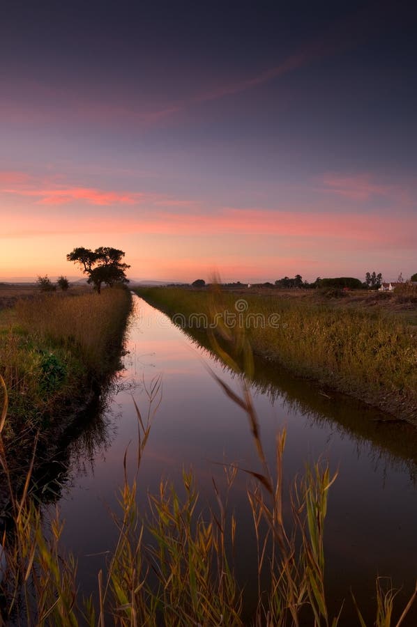 Sunset over rice field stock image. Image of landscape - 8084547