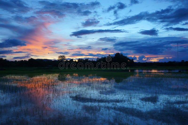 Sunset over rice field stock photo. Image of nature - 139168430