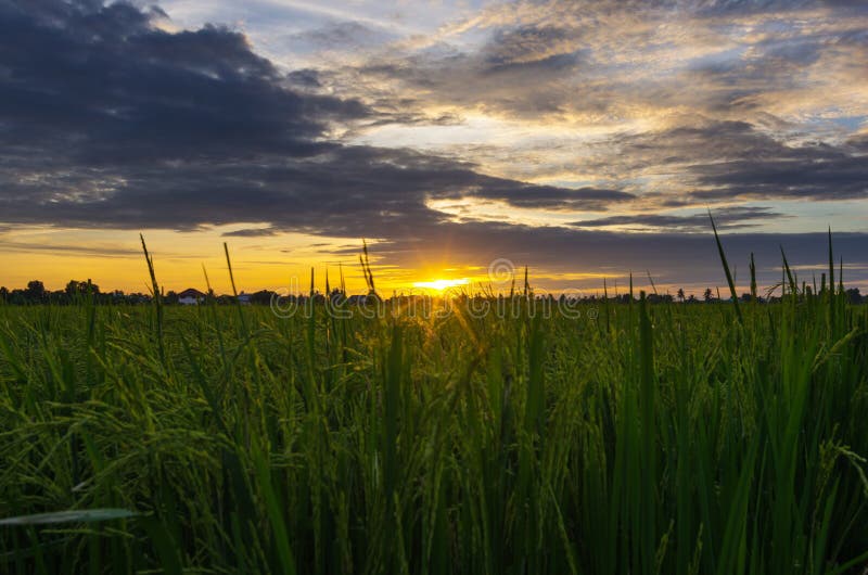 Sunset Over the Rice Fields Stock Photo - Image of cloud, plantation ...
