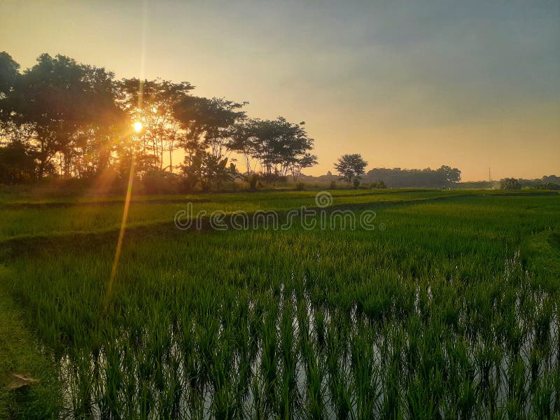 Sunset over rice fields stock image. Image of farm, green - 190968467