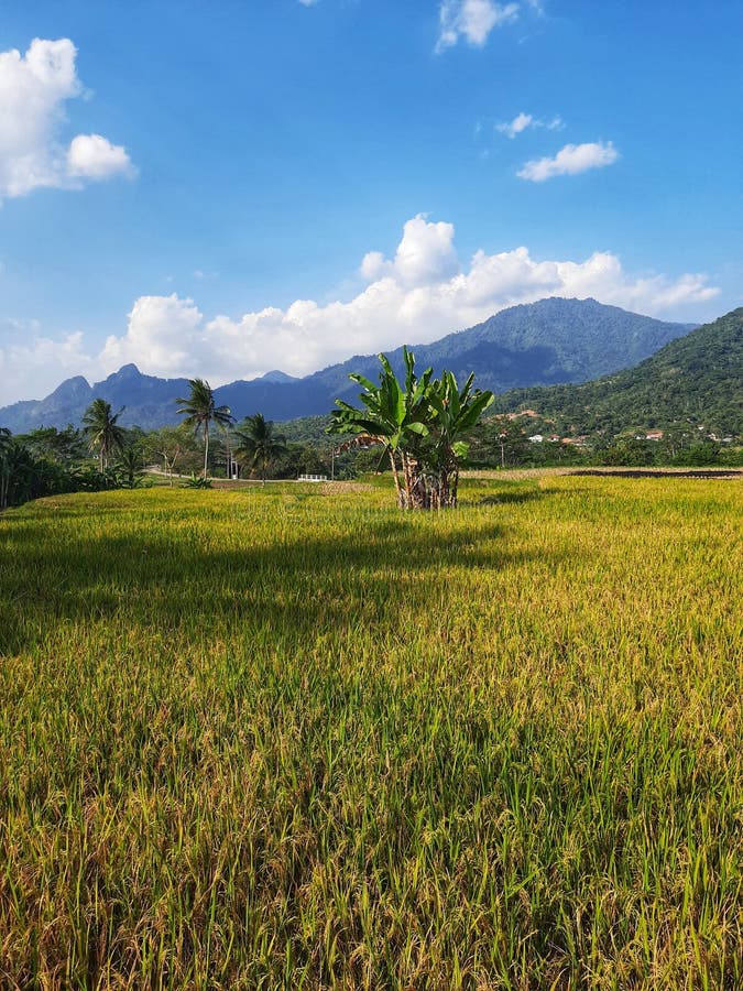 Sunset Over Rice Fields Farm Stock Photo - Image of meadow, mountain ...