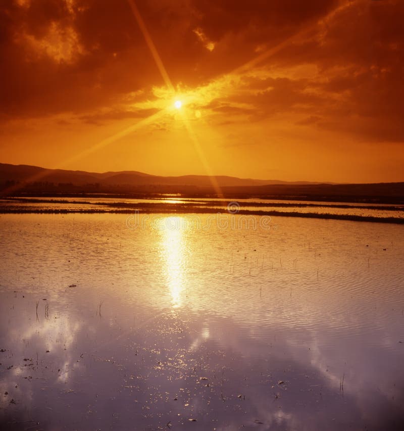 Sunset over a rise field stock image. Image of ocean, setting - 1439027