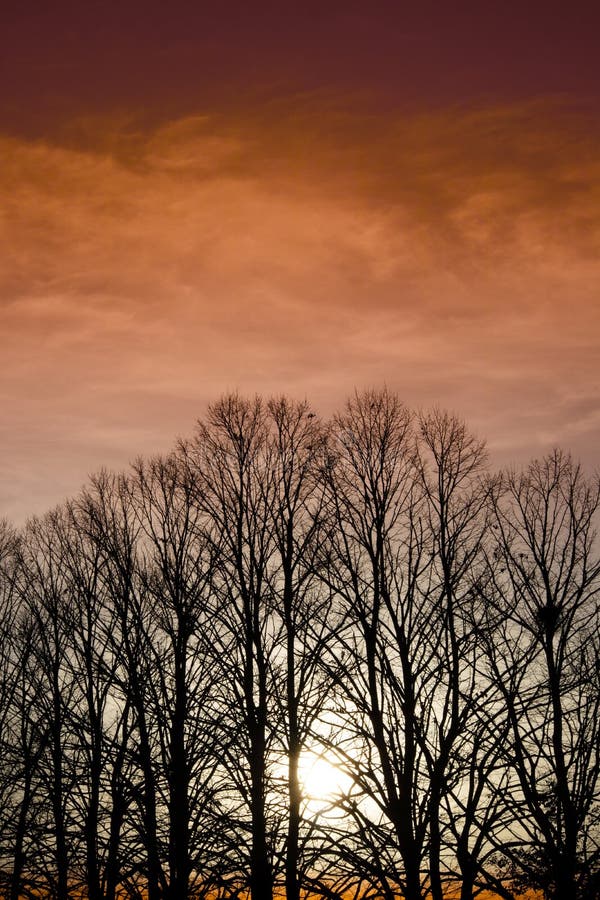 Sunset Over a Row of Winter Trees Stock Photo - Image of dawn, dusk ...