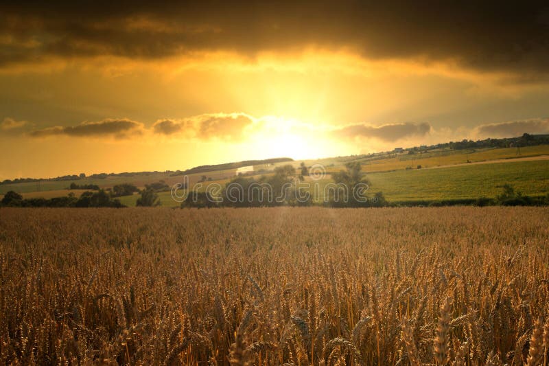 Sunset Over a Rye Field with Golden Ears and Cloudy Sky. Wheat Golden ...