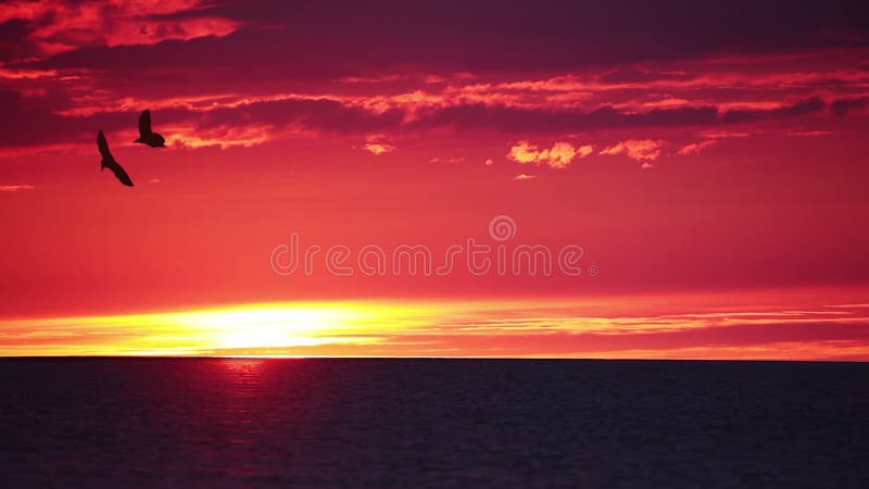 Sunset over Sea and Birds stock video. Video of light - 38756260
