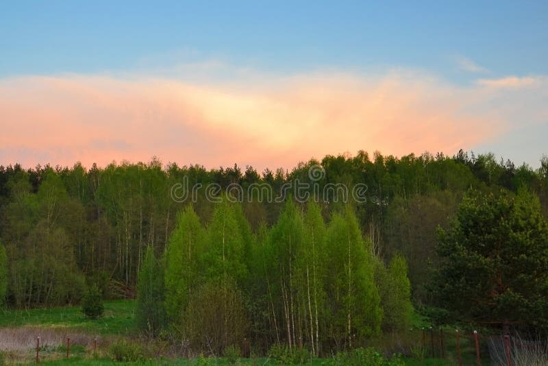 Sunset Over the Spring Forest Stock Image - Image of forest, leafy ...