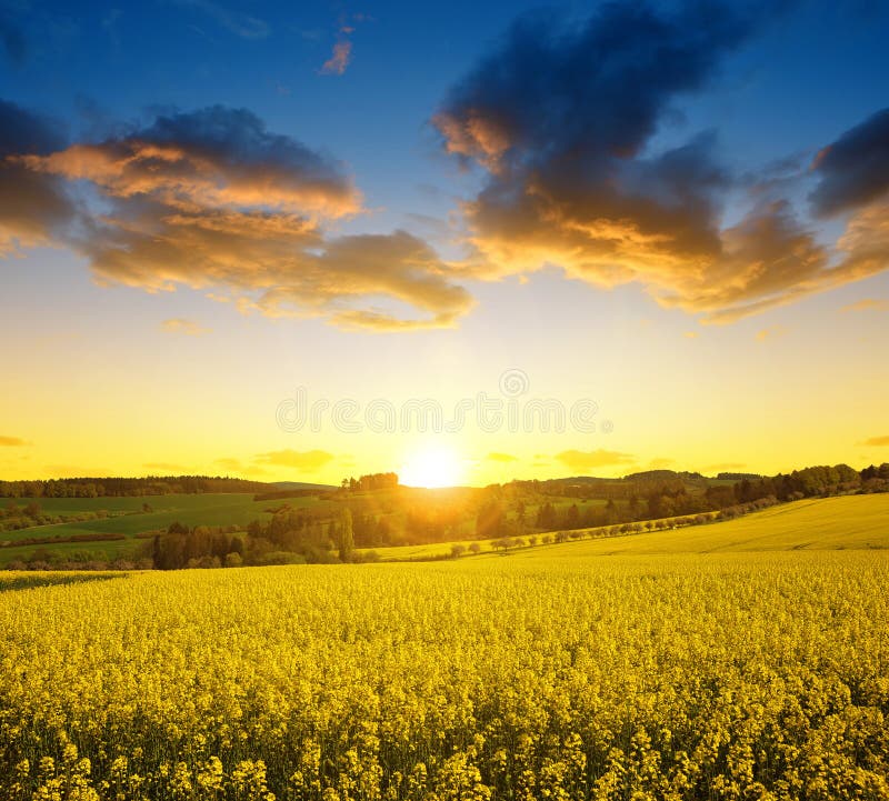 Sunset Over Spring Landscape with Rapeseed Field Stock Photo - Image of ...