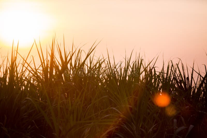 650 Sugar Cane Landscape Sunset Sky Photography Nature Background Stock ...