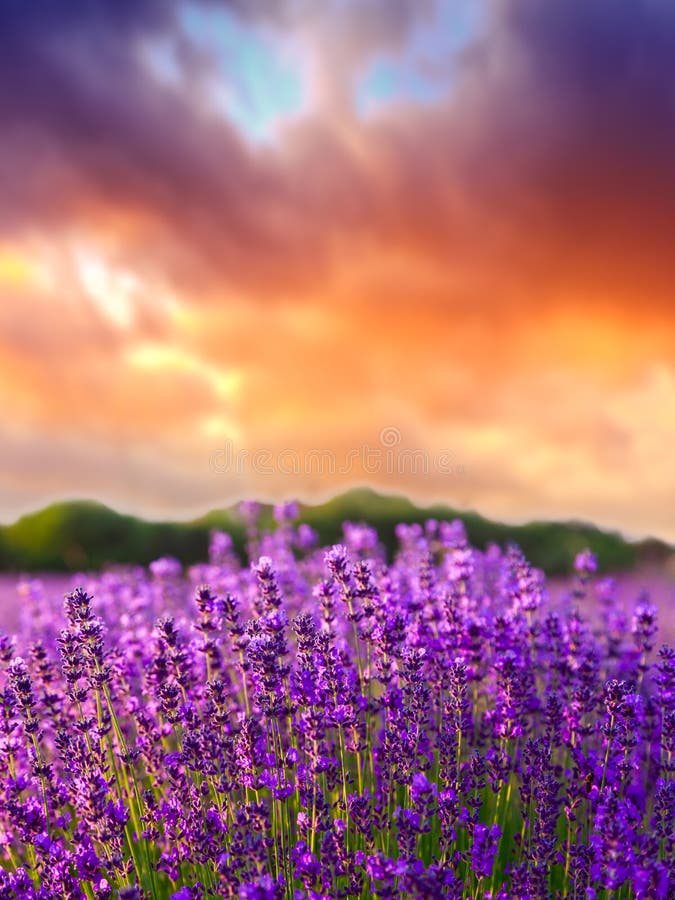 Sunset Over a Summer Lavender Field Stock Photo - Image of color ...