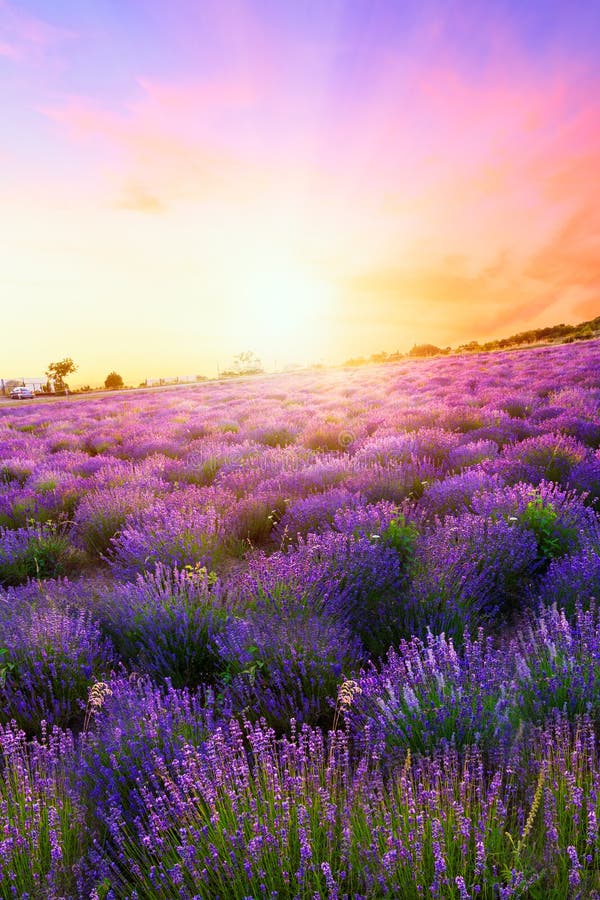 Sunset Over a Summer Lavender Field in Tihany, Hungary Stock Photo ...