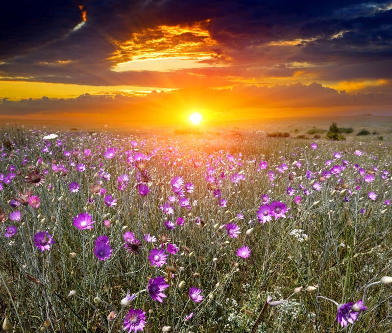 Sunset over summer meadow stock image. Image of farm - 20395405