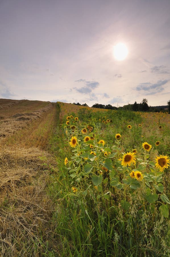 Sunset Over the Sunflower Field Stock Photo - Image of sunset ...