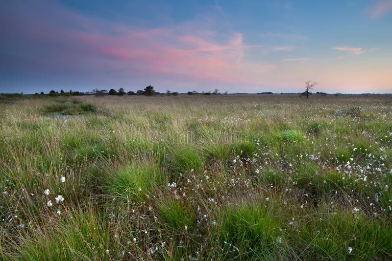 Sunset Over Swamp with Cotton-grass Stock Photo - Image of marsh ...