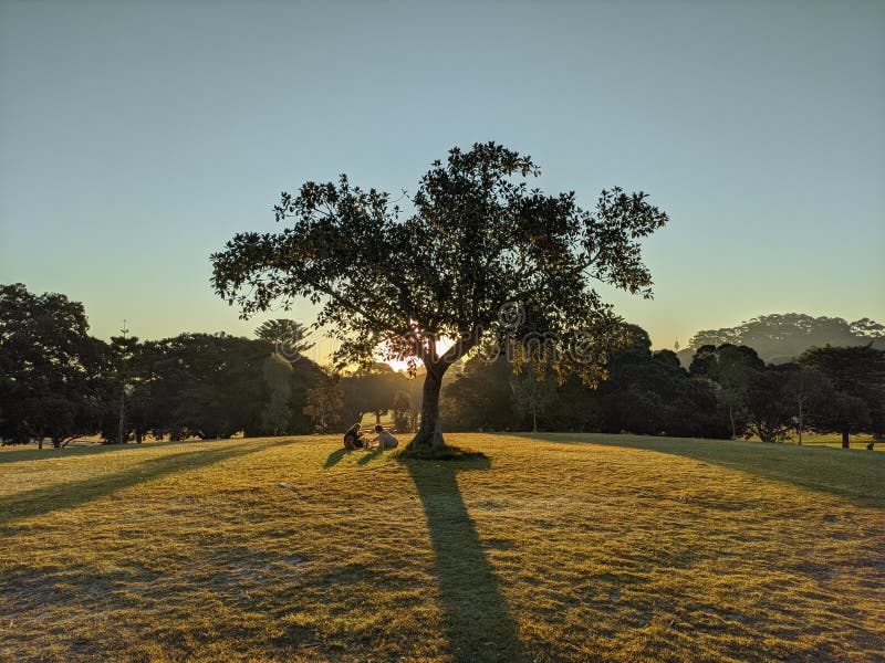 Sunset Over a Tree with People Under it Having a Picnic Stock Image ...