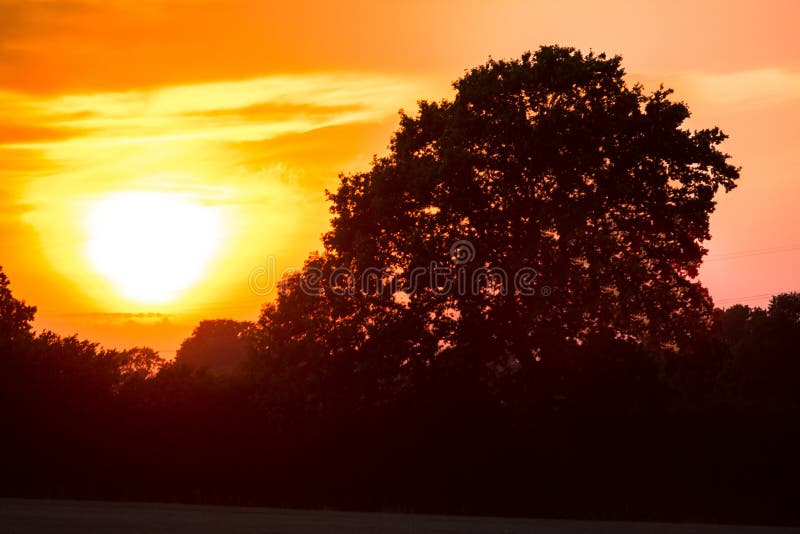 Sunset over the trees stock image. Image of bush, horizon - 105300637