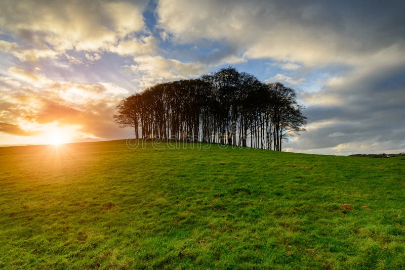 Sunset over Trees stock image. Image of cornwall, grass - 46788963