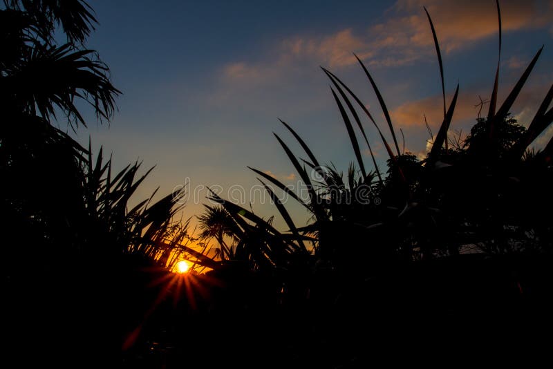Sunset Over Tropical Jungle Stock Photo - Image of trees, shadows: 50404002