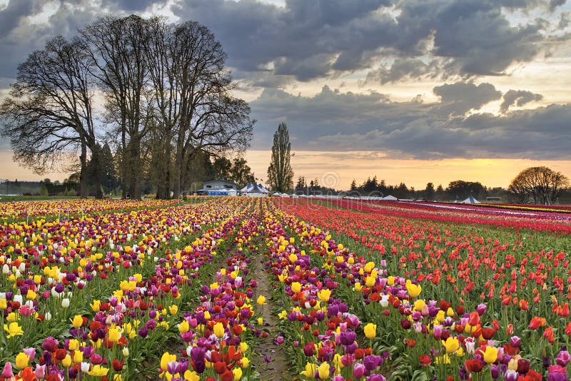 Sunset Over Tulip Flower Farm in Springtime Stock Image - Image of ...