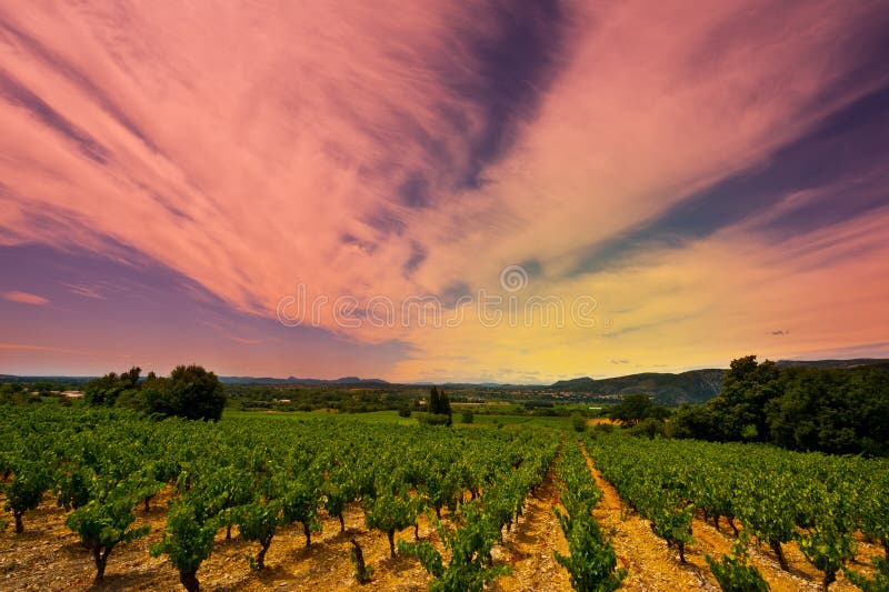 Sunset Vineyard stock image. Image of grow, fields, cluster - 14912493
