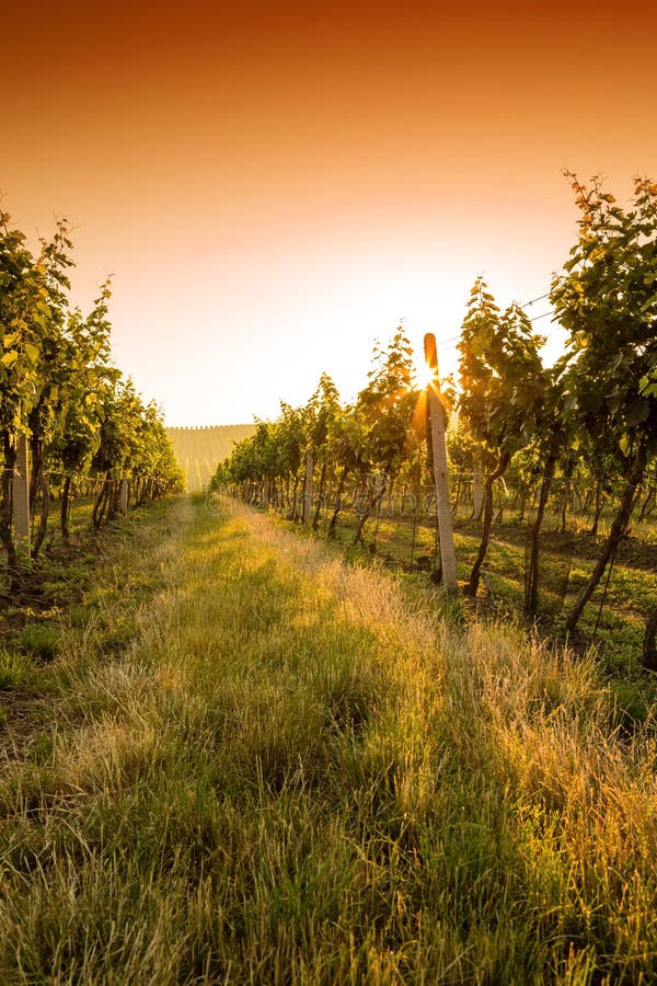 Sunset in Vineyard stock image. Image of grapevine, landscape - 5847909