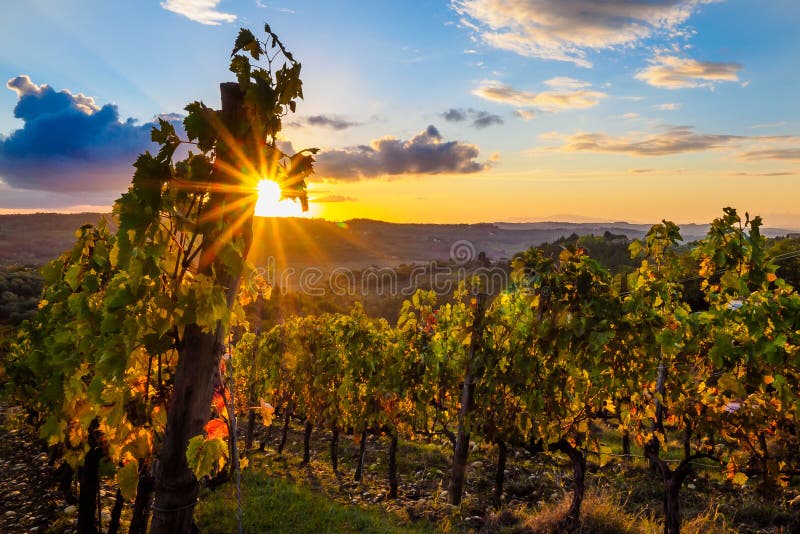 Sunset over the vineyard stock photo. Image of country - 88537946