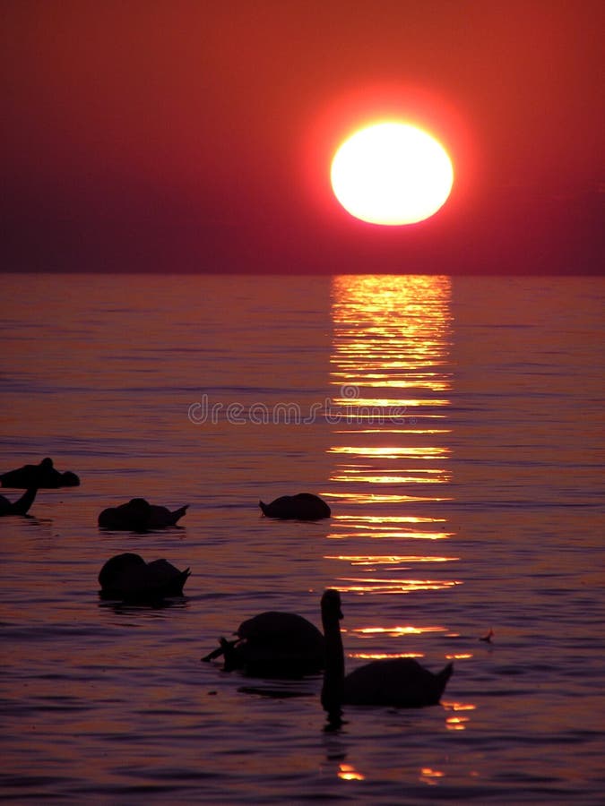 Sunset over water stock image. Image of fowl, reflection - 2185747