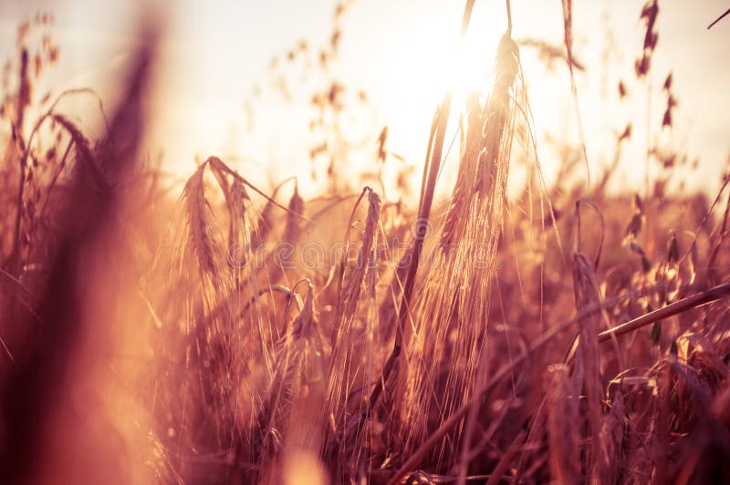Sunset over wheat field stock image. Image of rays, sunny - 27026101