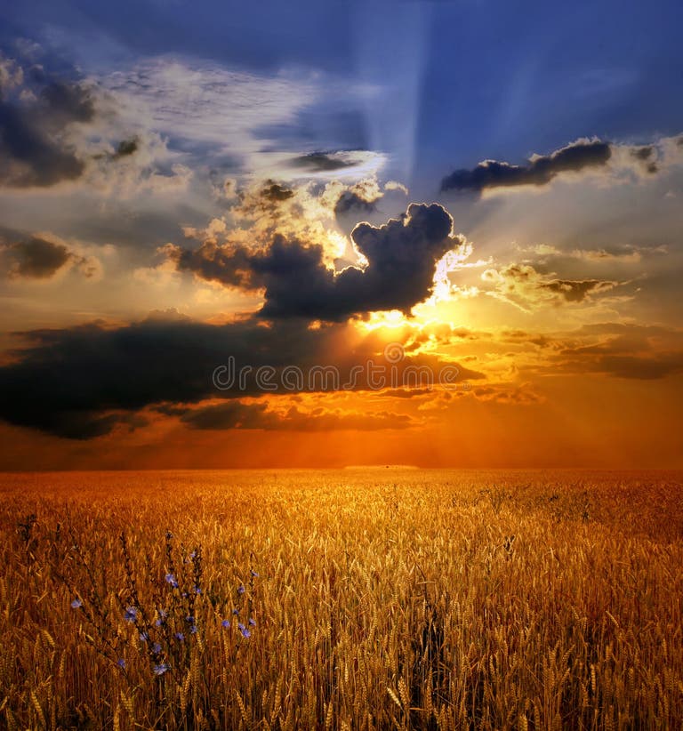 8,501 Sunset Over Wheat Field Stock Photos - Free & Royalty-Free Stock ...