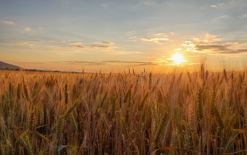 Sunset Over Wheat Field with Path in Slovakia Tatra Mountain Stock ...