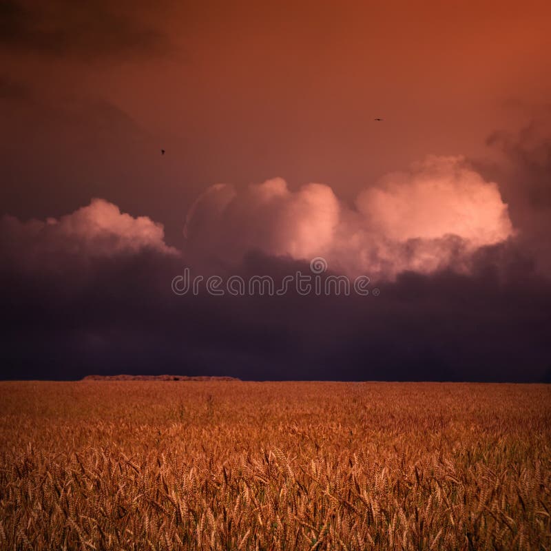 Sunset over wheat field stock image. Image of rural, beauty - 6187171